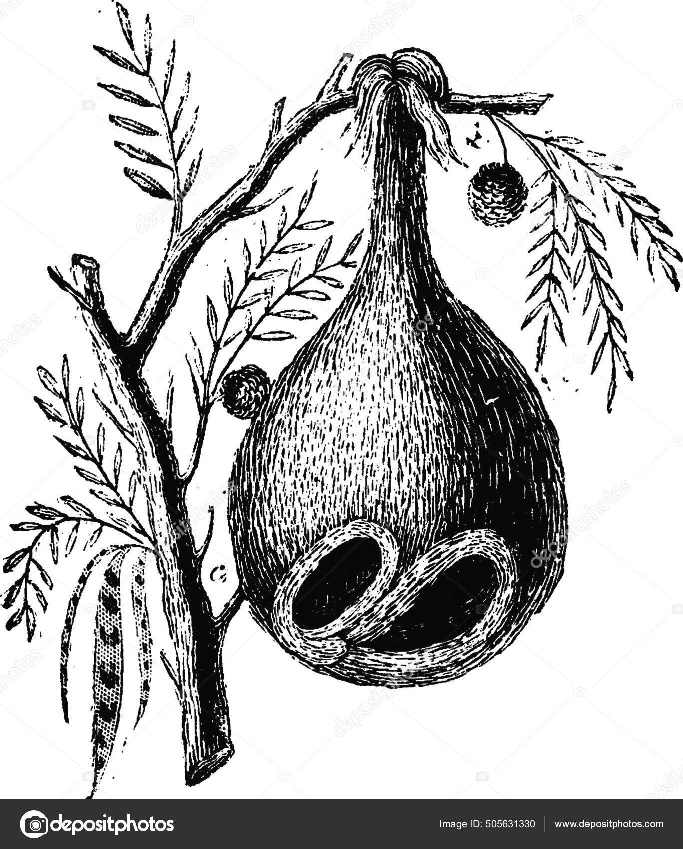 Vector Illustration Walnut Tree Branch Stock Vector by ...