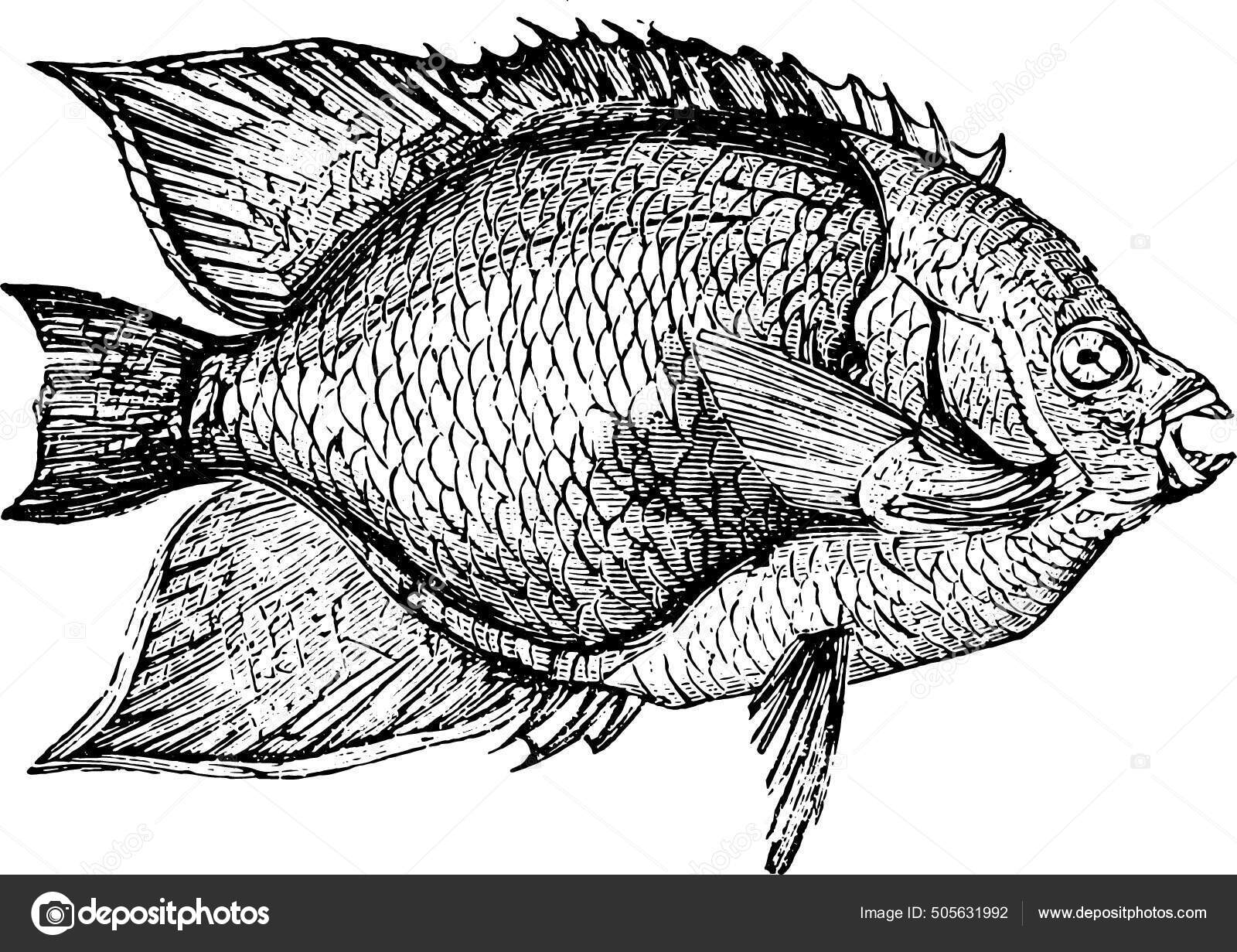 Fish Head Drawing White Background Hand Drawn Vector Illustration Stock ...