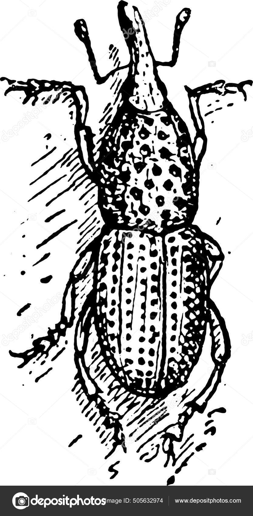 Wheat Weevil Sitophilus Granarius Grain Weevil Granary Weevil Vintage ...