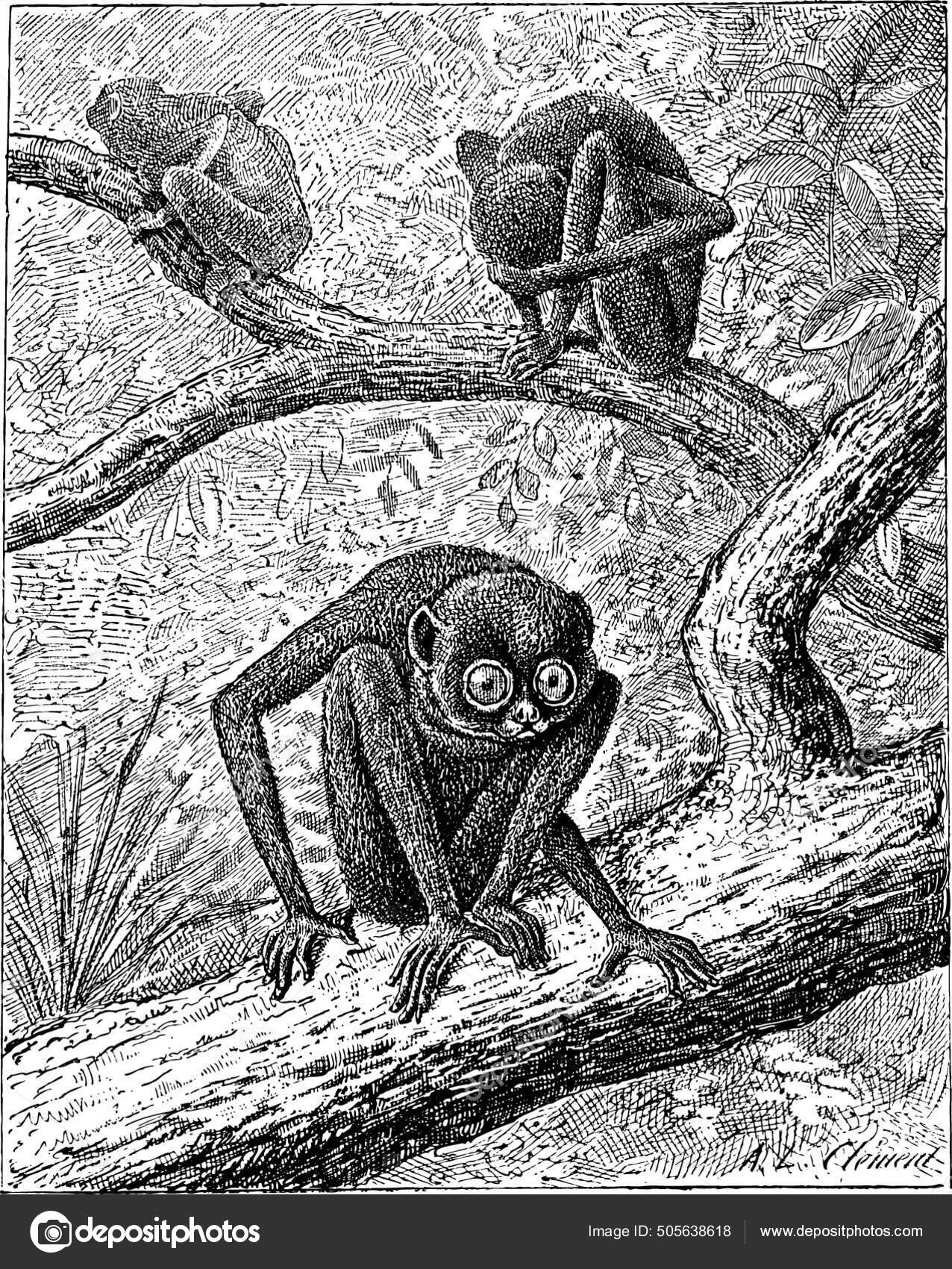 Red Slender Loris Loris Tardigradus Vintage Engraved Illustration ...