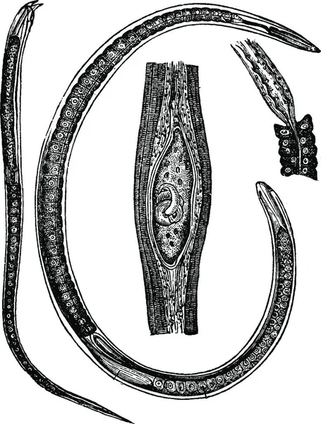 13,510,228 Male female genitalia Vector Images | Depositphotos