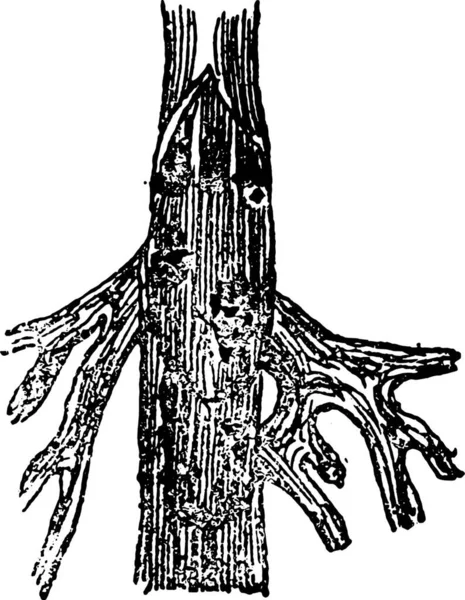 Buttress Roots Drawing
