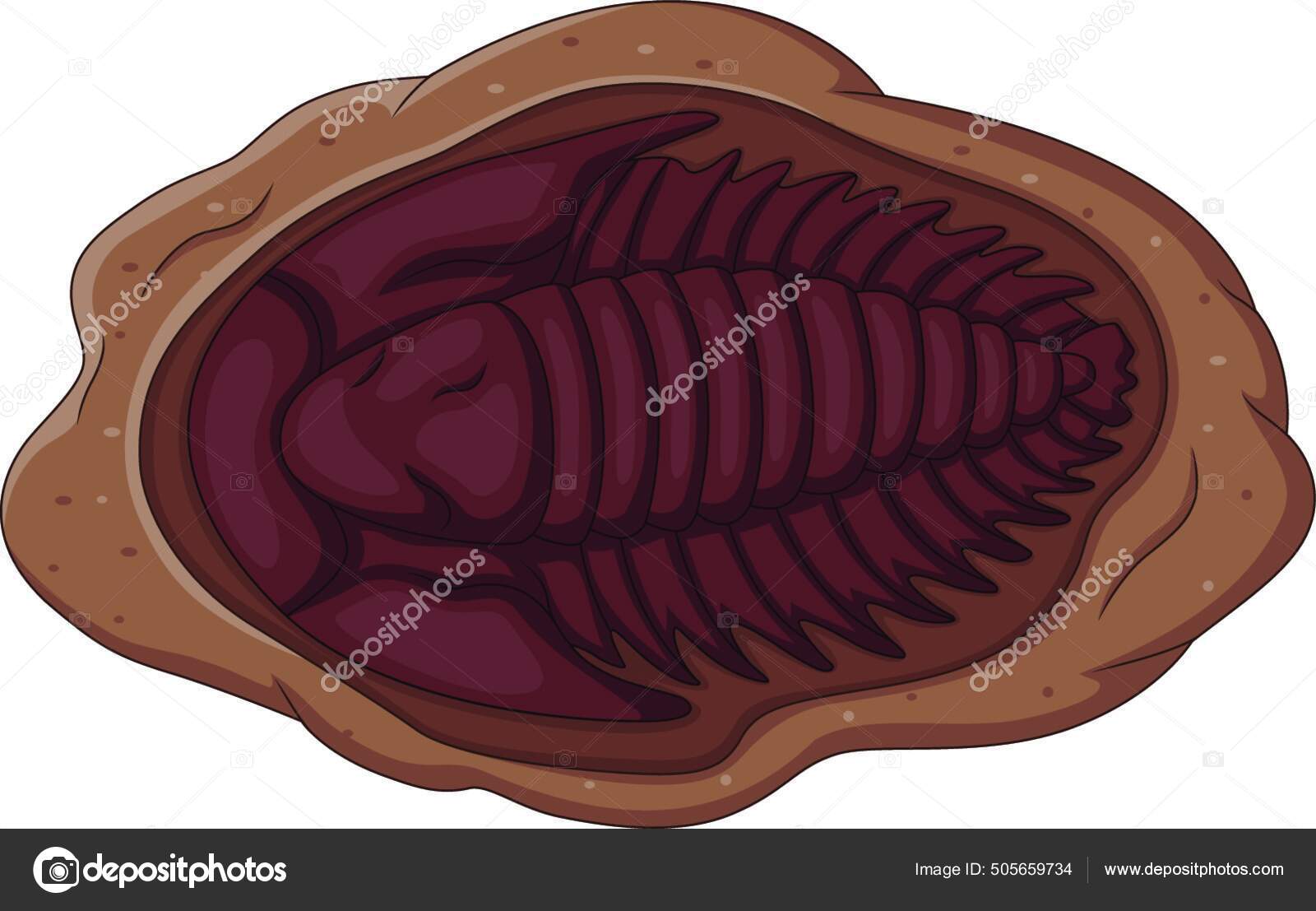 Illustration Trilobite Fossil White Background Stock Vector by ...