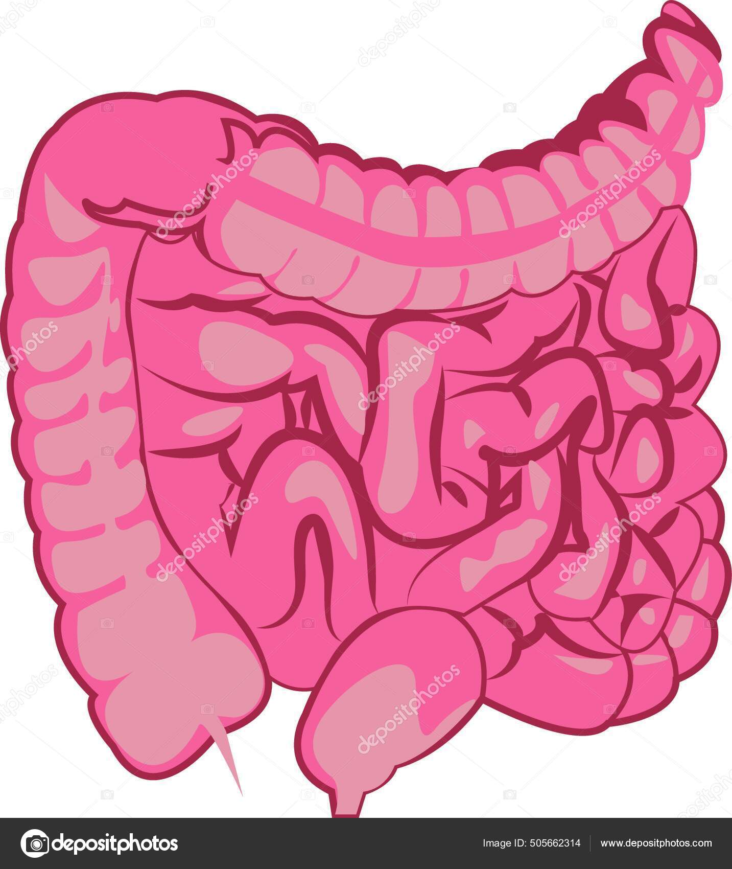 Colón Sistema Del Tracto Intestinal Vector Ilustración Vector de stock ...