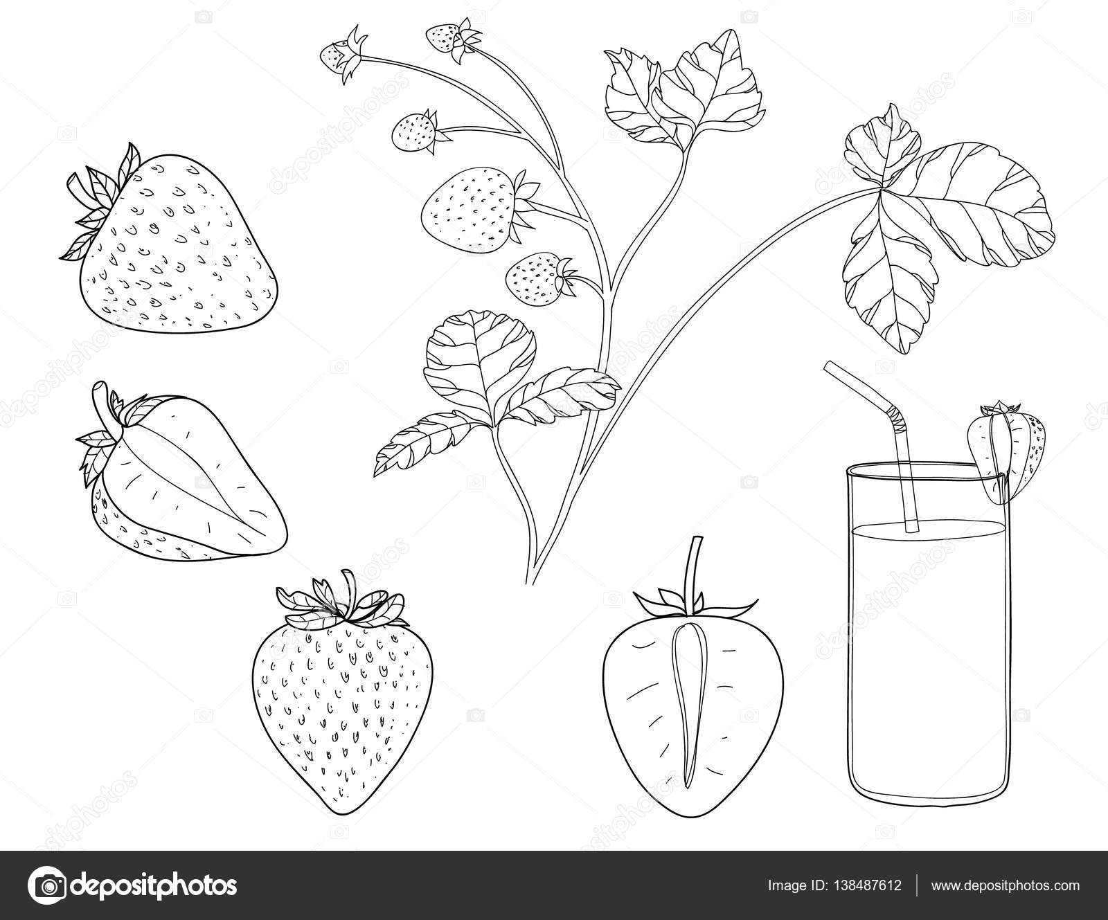 Strawberry plant hand drawn vector set line art illustration Stock ...