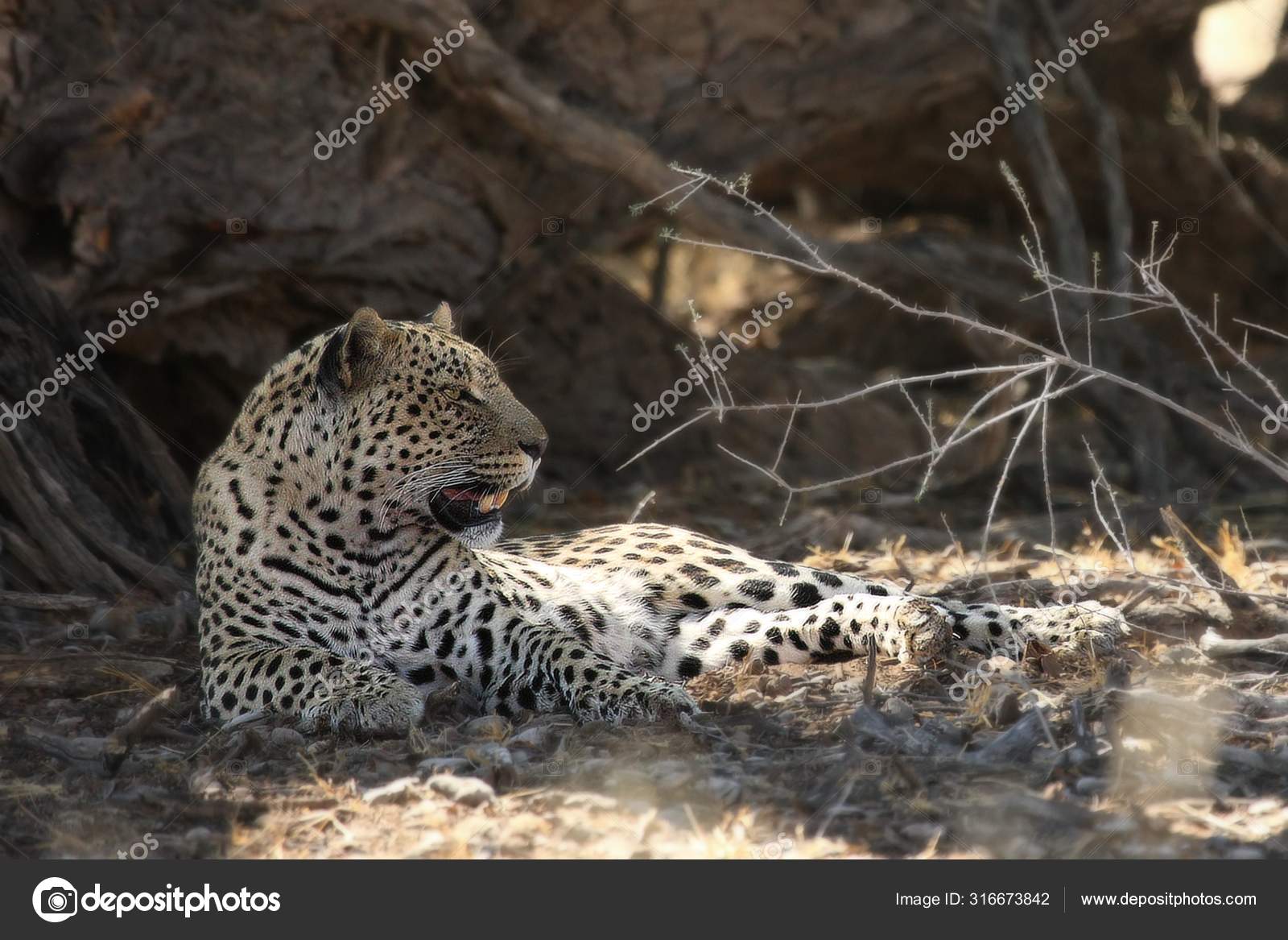 African Leopard Panthera Pardus Pardus Calmly Lying Tree Shade Leopard ...