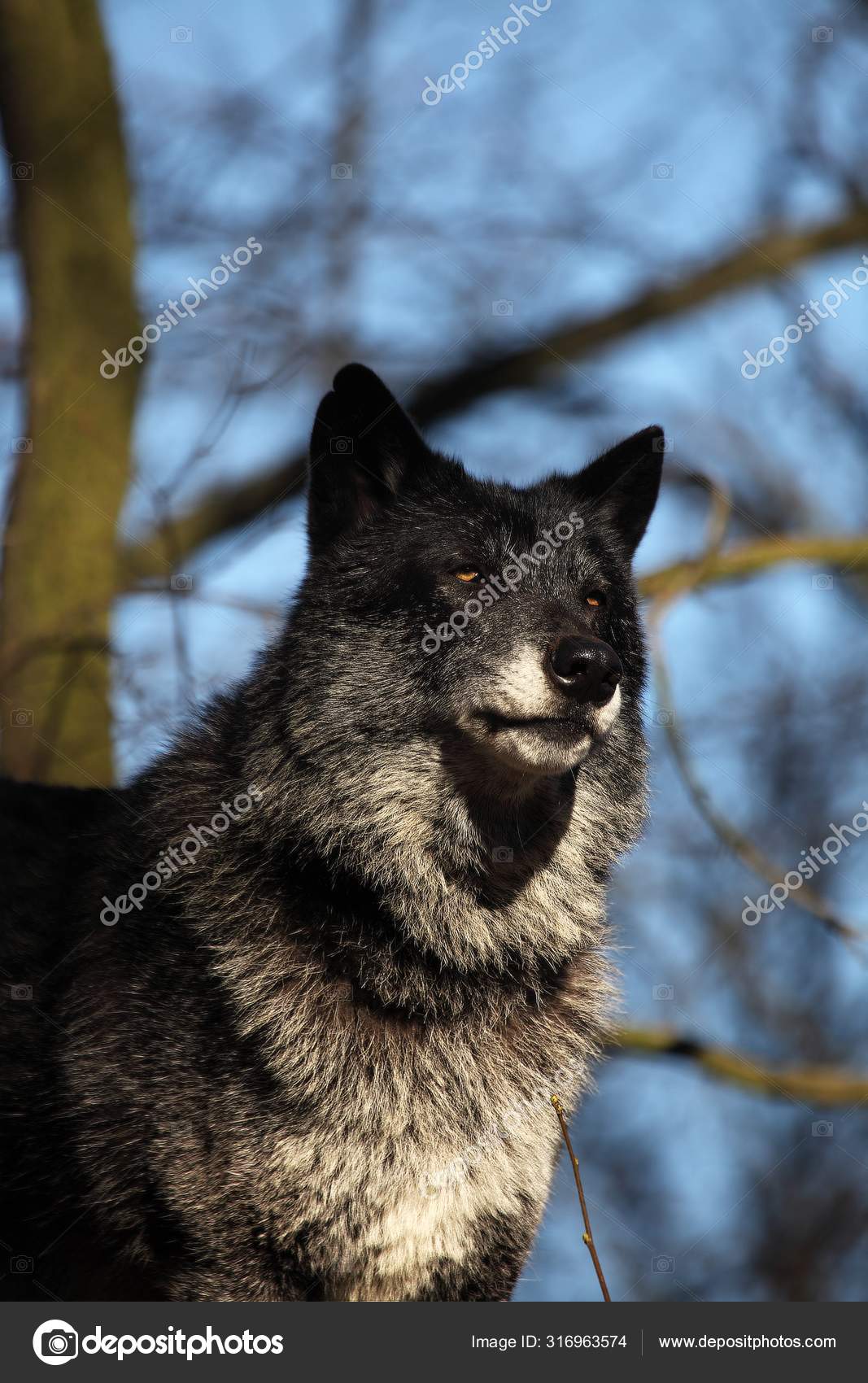 North American Wolf Canis Lupus Staying Forest Calm Black Big Stock ...