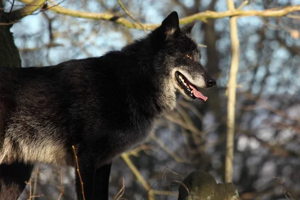 North American Wolf Canis Lupus Staying Forest Calm Black Big Stock ...