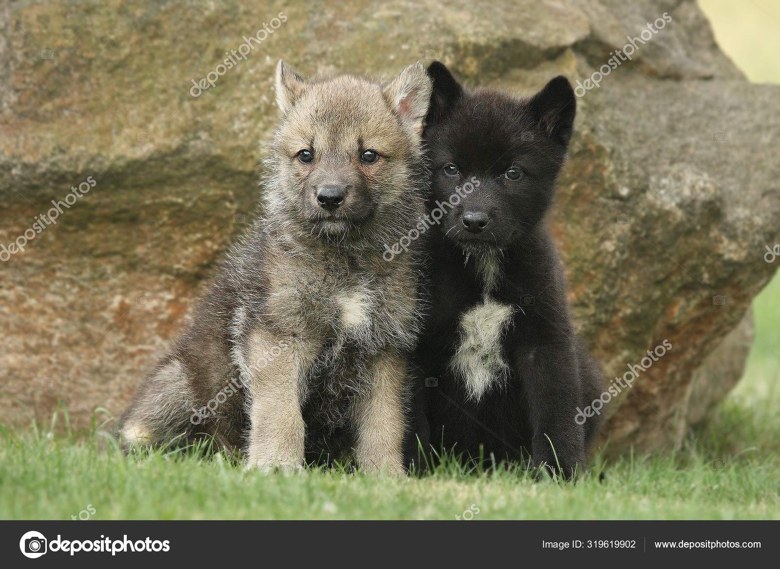 Black Timber Wolf Pup