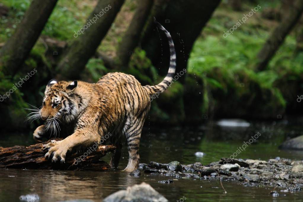 El tigre siberiano (Panthera tigris Tigris), o tigre de Amur (Panthera ...