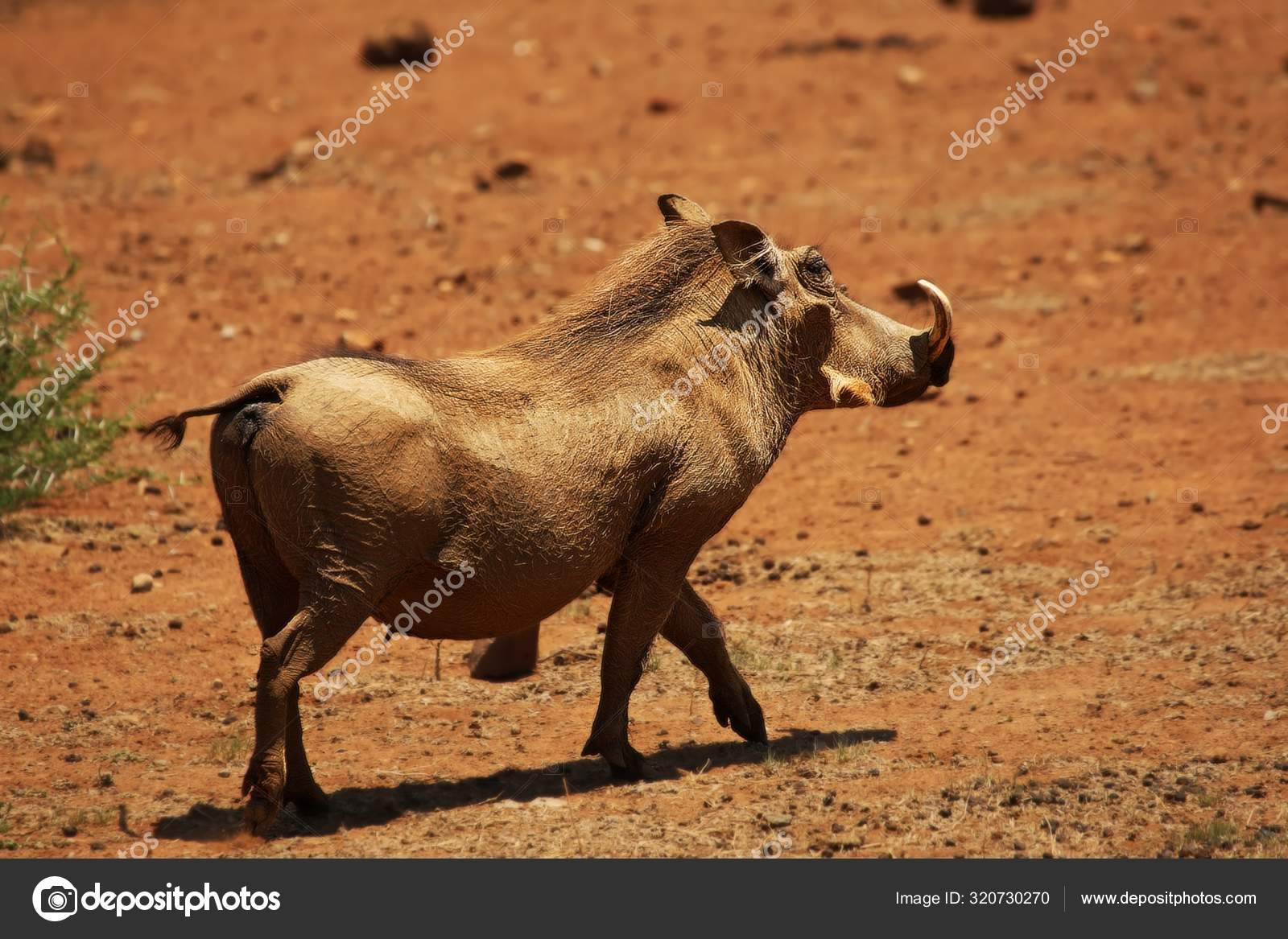 The common warthog (Phacochoerus africanus) going to the waterhole ...