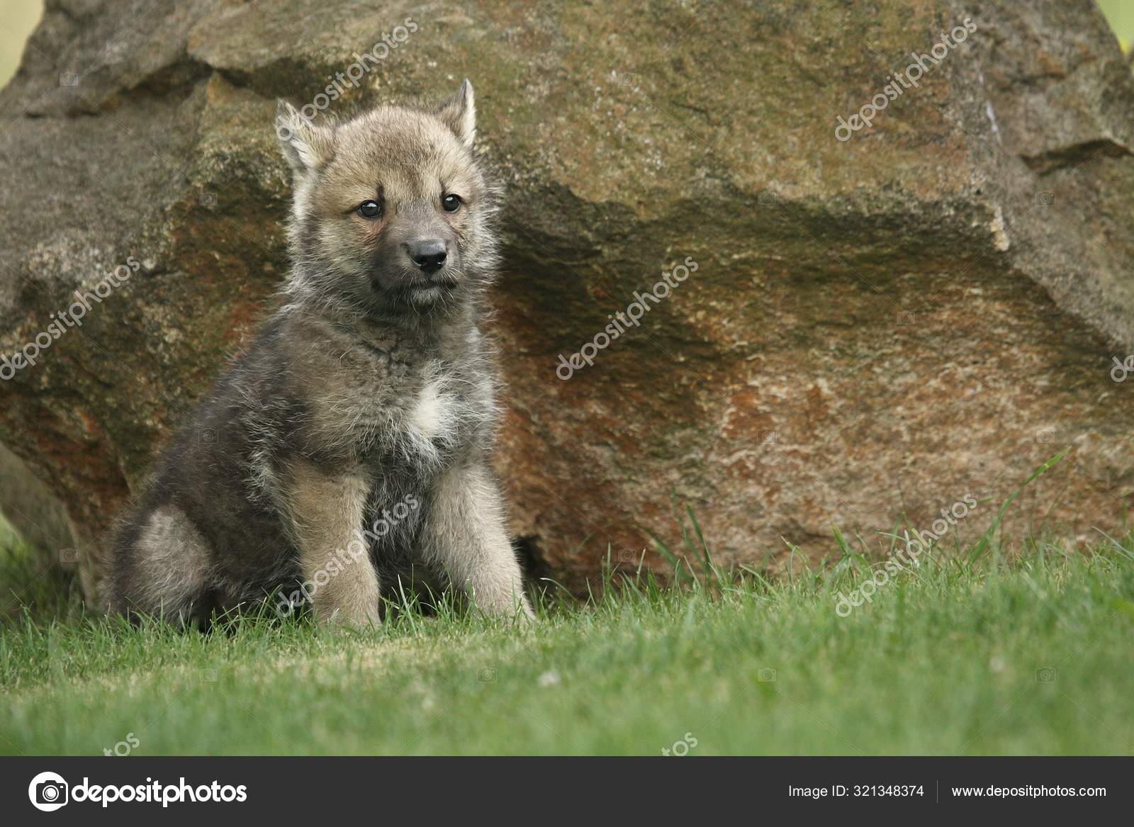 A grey Northwestern wolf (Canis lupus occidentalis) also called timber ...