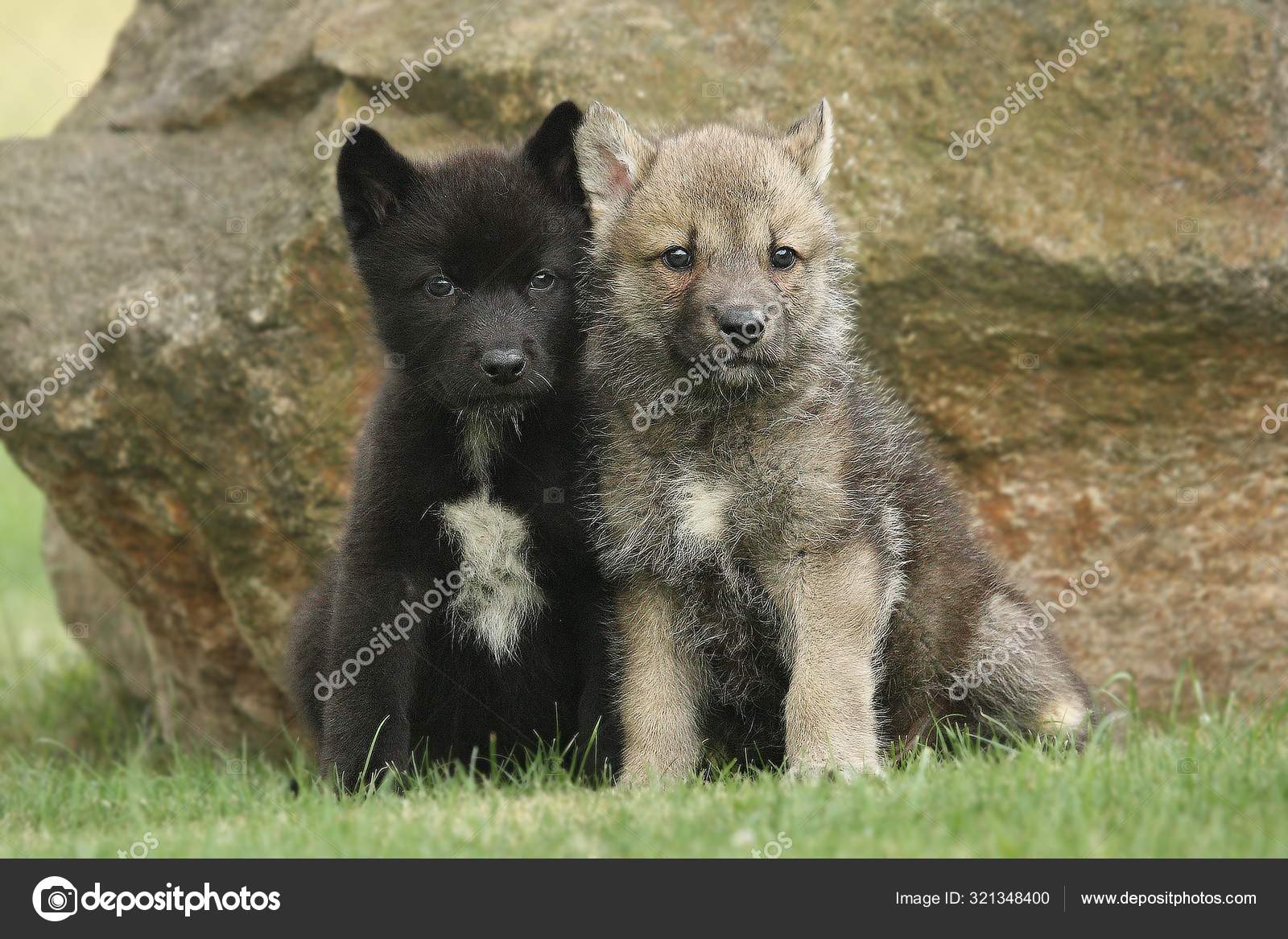 Cute Timber Wolf Pups