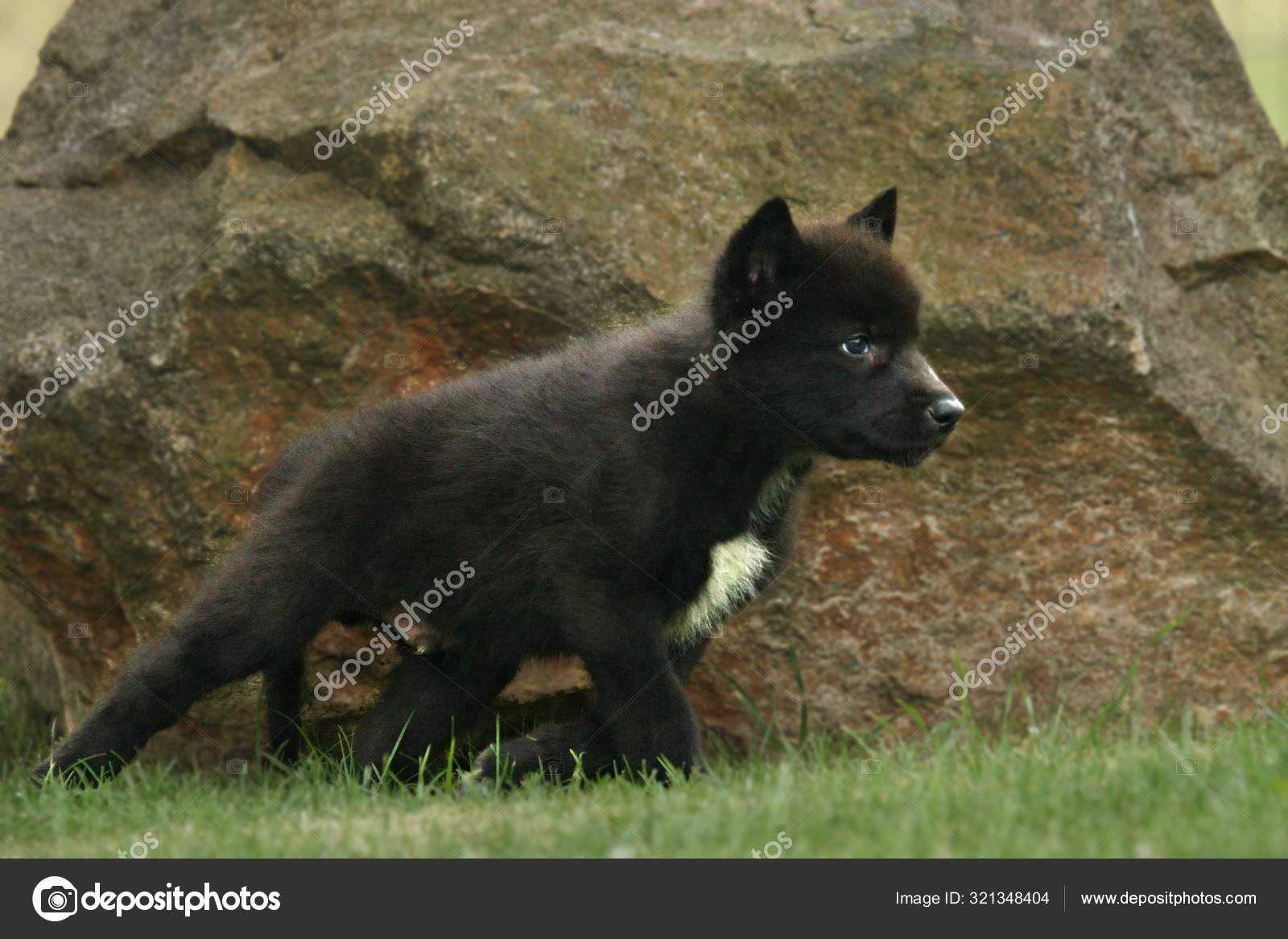 Timber Wolf Puppies