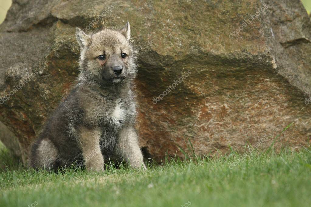 Un lobo gris del noroeste (Canis lupus occidentalis) también llamado ...