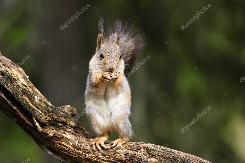 Una ardilla roja (Sciurus vulgaris) también llamada ardilla roja ...