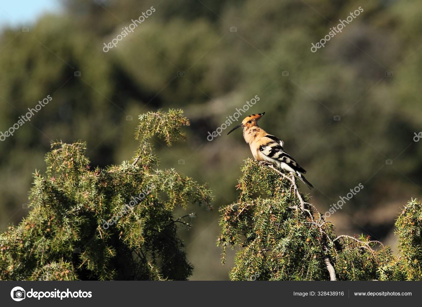 The Hoopoe (Epupa epops) calmly sitting on the green branch. Stock ...