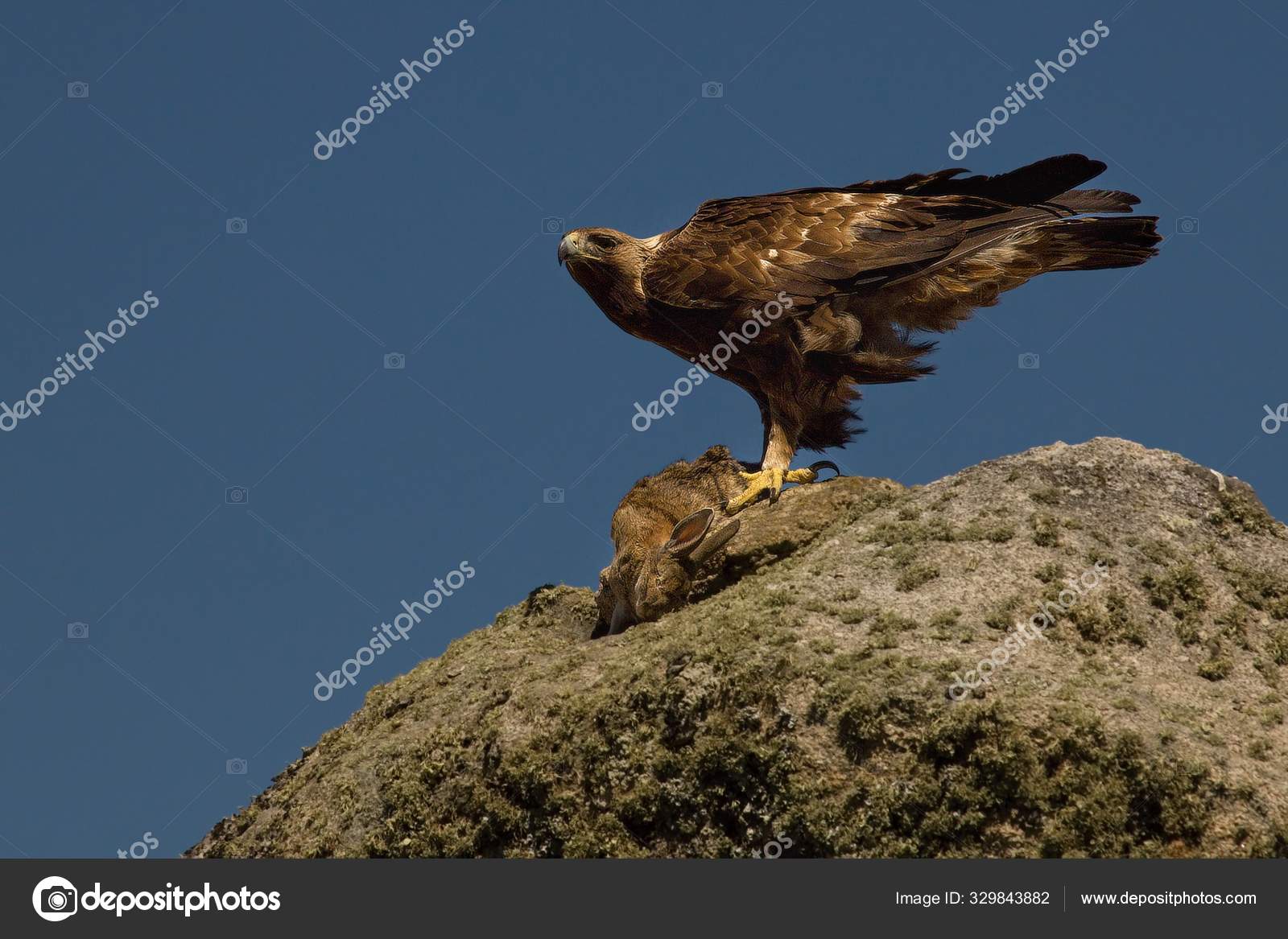 Golden Eagle Hunting Rabbit