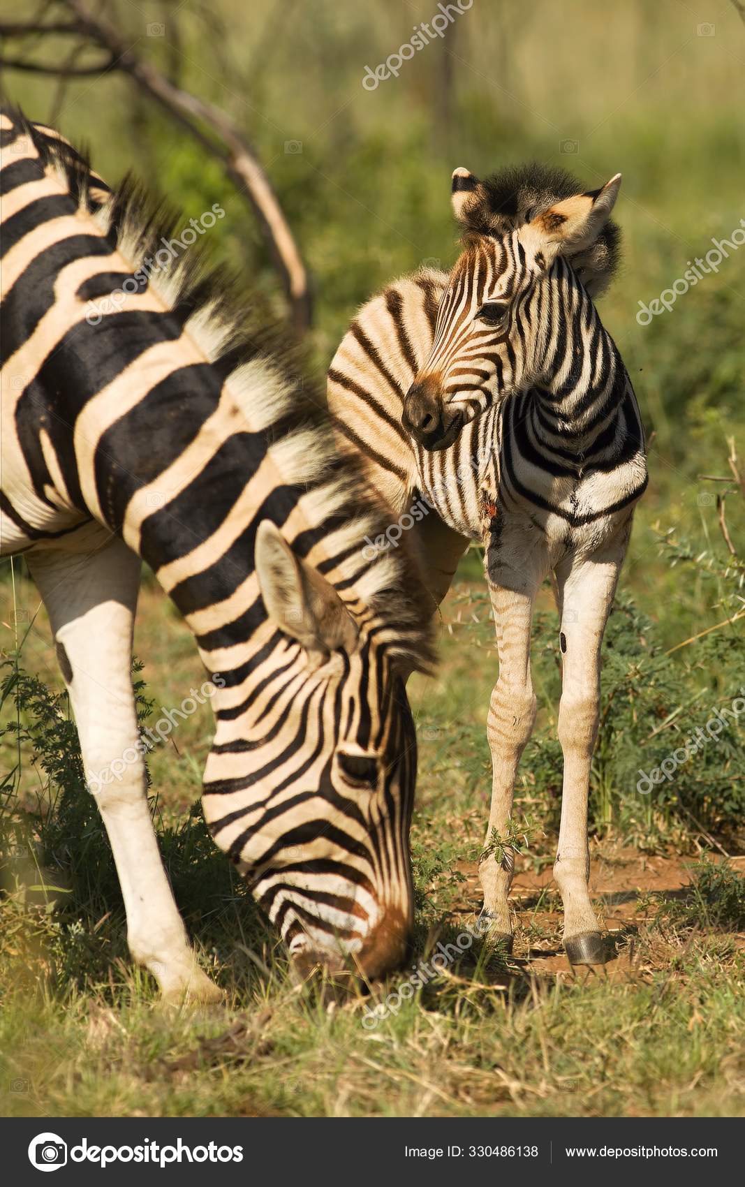 A Burchells Zebra (Equus quagga burchelli) mother with her small a cute ...