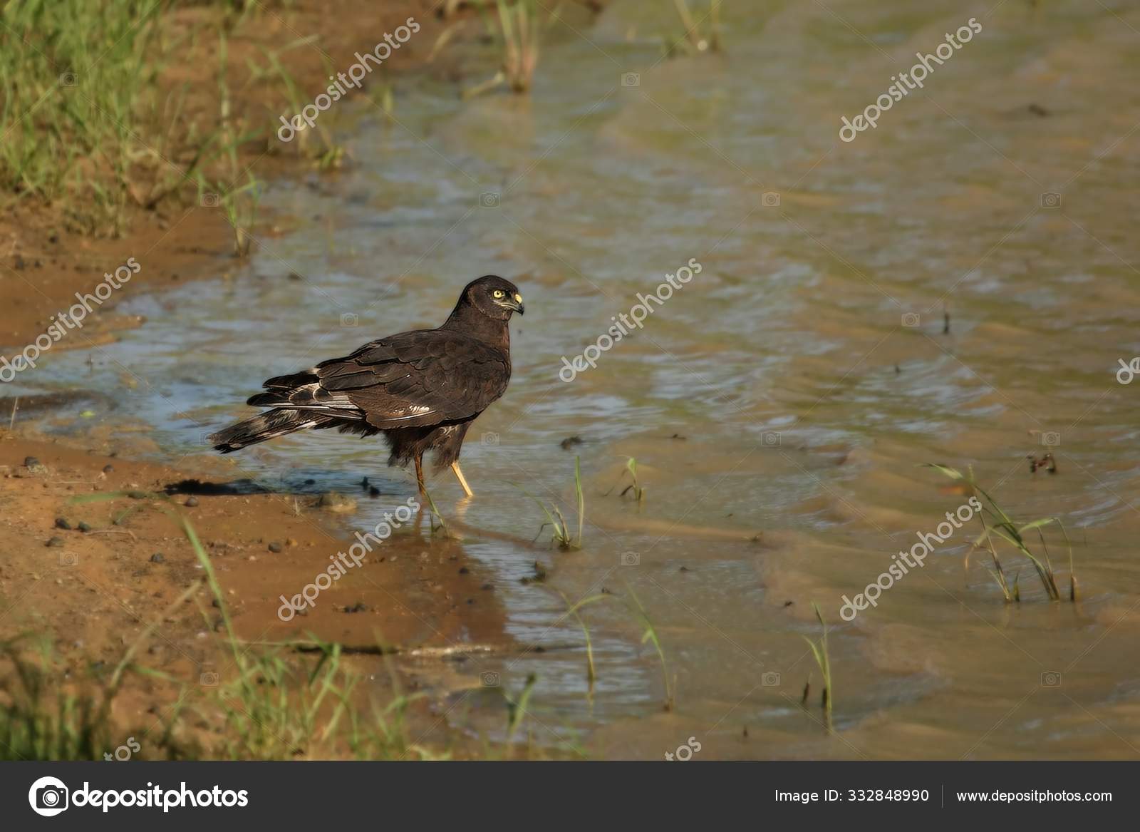 A black harrier (Circus maurus) sitting close to the waterhole and ...