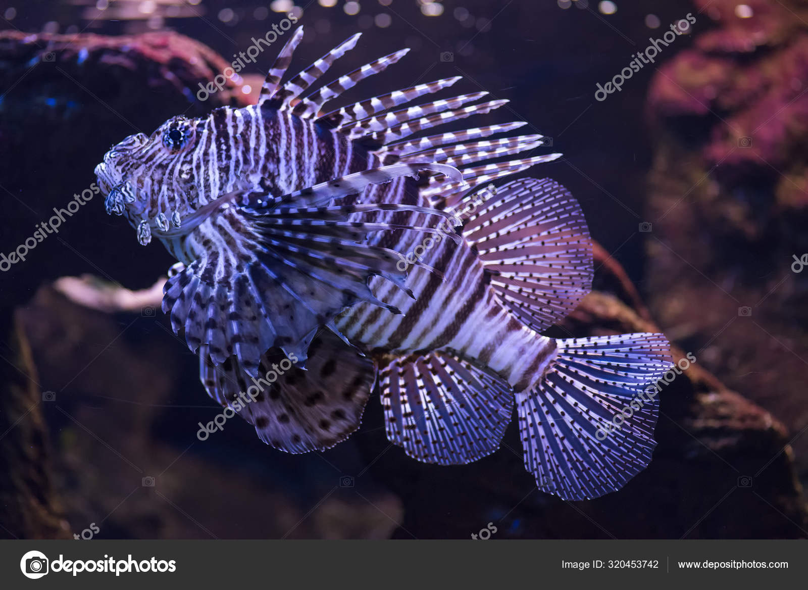 The Scorpion fish, Trachinus draco, also called spider or pout f Stock ...