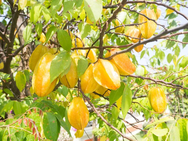 Fresh fruit star apple tree in Thailand - Stock Image - Everypixel