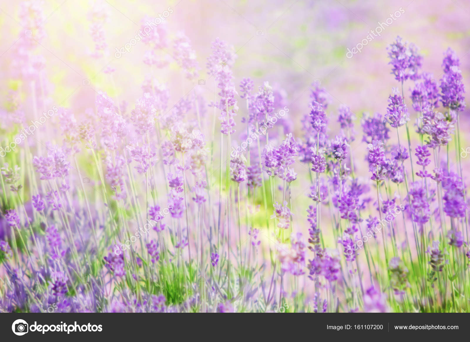 Lavender farm in summer of Furano, Hokkaido, Japan — Stock Photo ...
