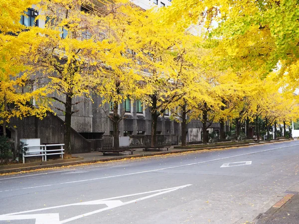 Ginkgo tree lined streets Stock Photos, Royalty Free Ginkgo tree lined ...