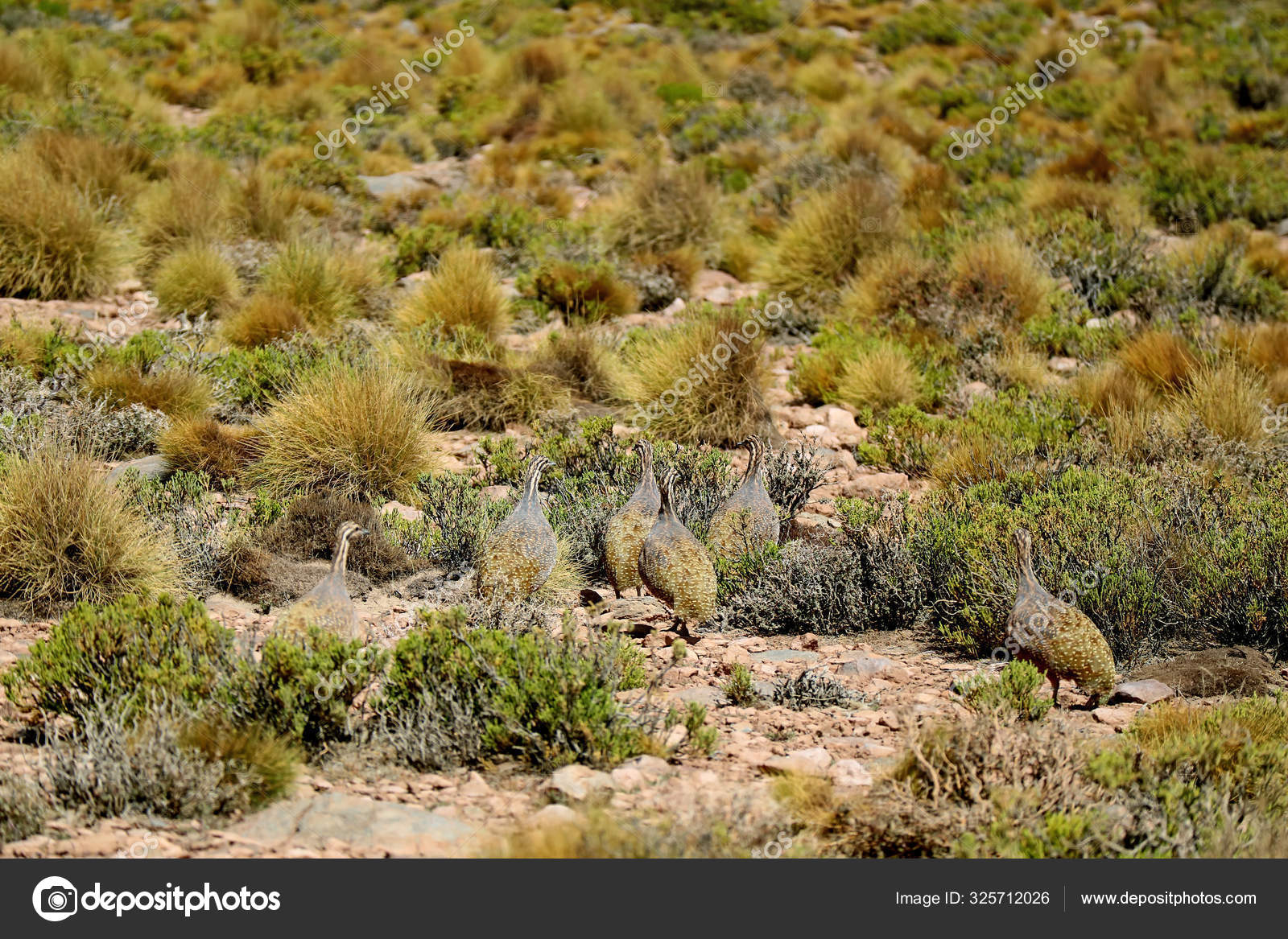 Group Puna Tinamou Birds Grazing Puna Grassland Eduardo Avaroa Andean ...