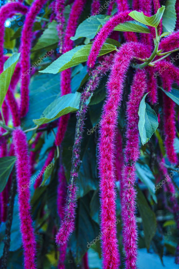 Acalypha hispida también conocida como planta cola Gatos 2022