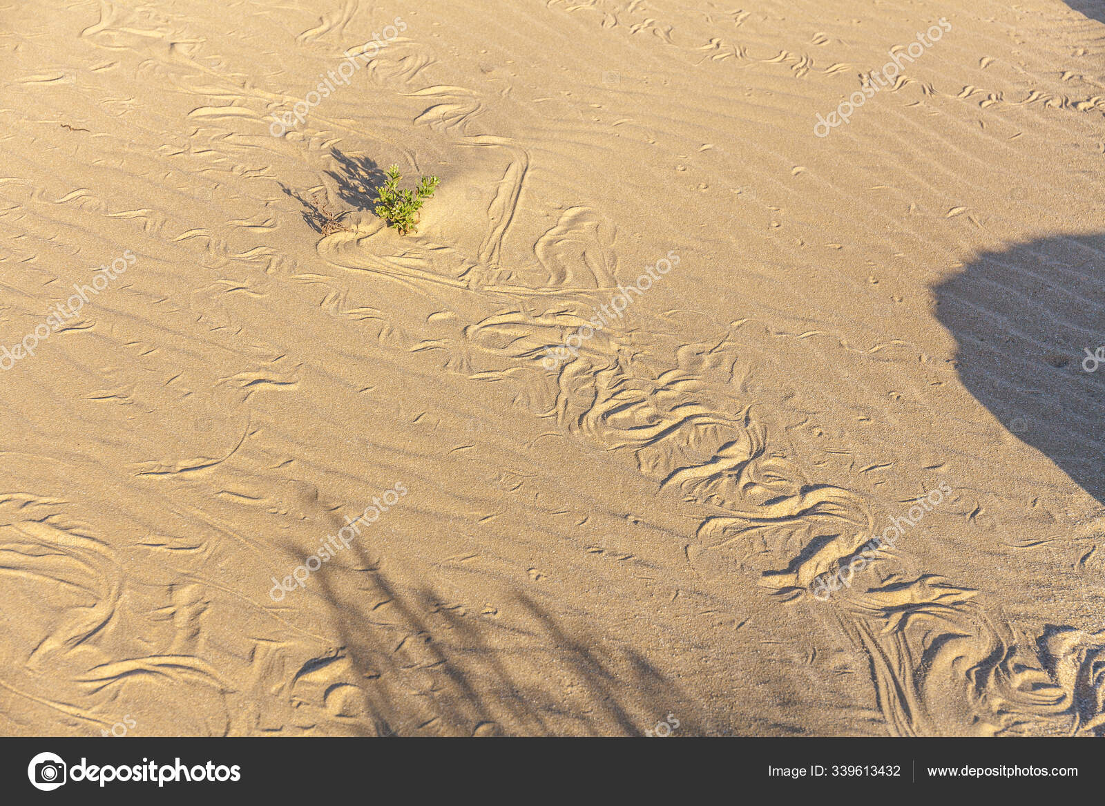 Traces of snake in the sand. Sand Texture. Background from brown sand ...