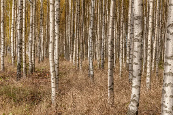 Abstract photo, birch trees in autumn photographed with different ...