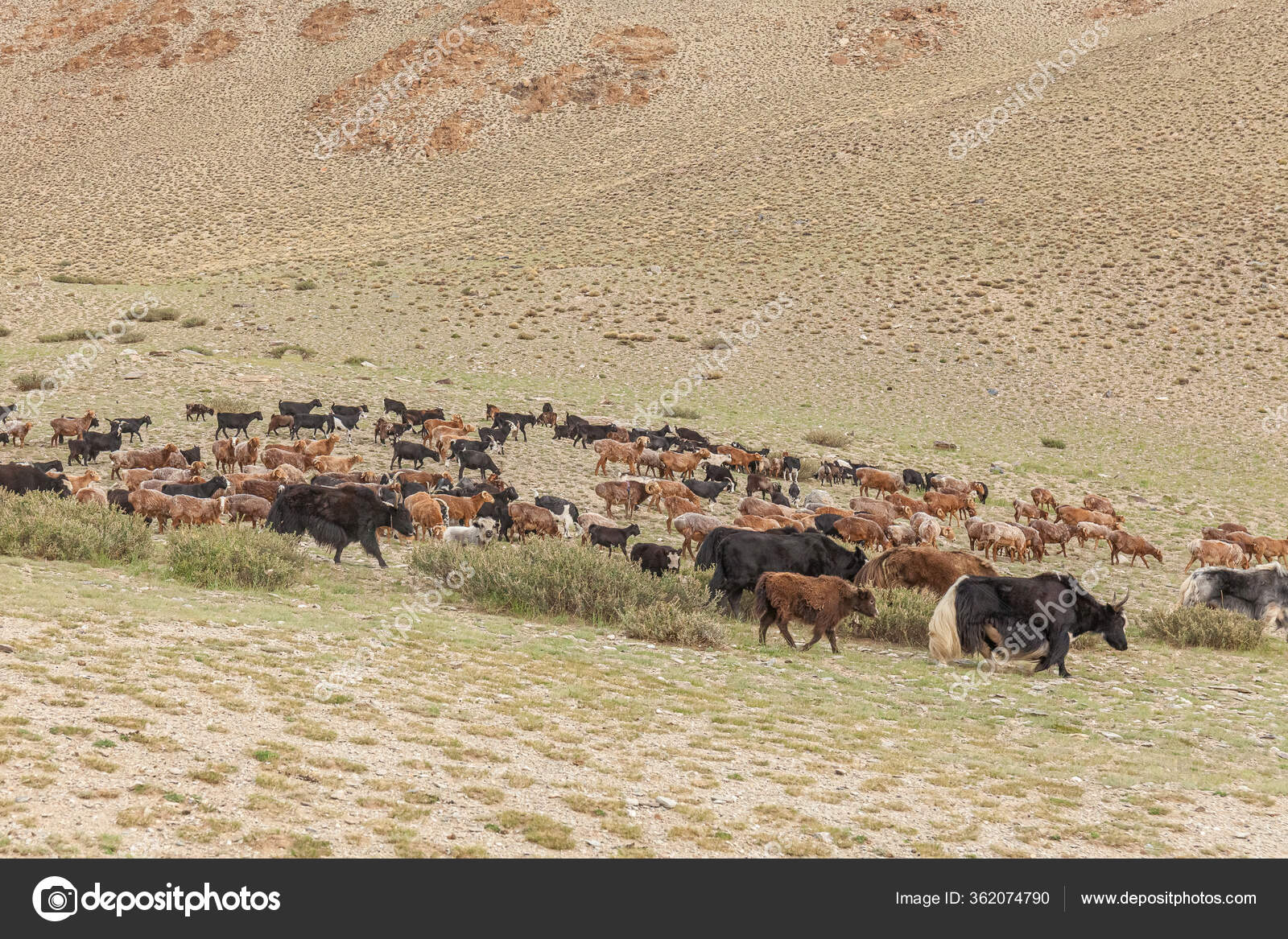 Large Flock Yak Sheep Goats Grazes Steppe Mountains Altai Mongolia ...