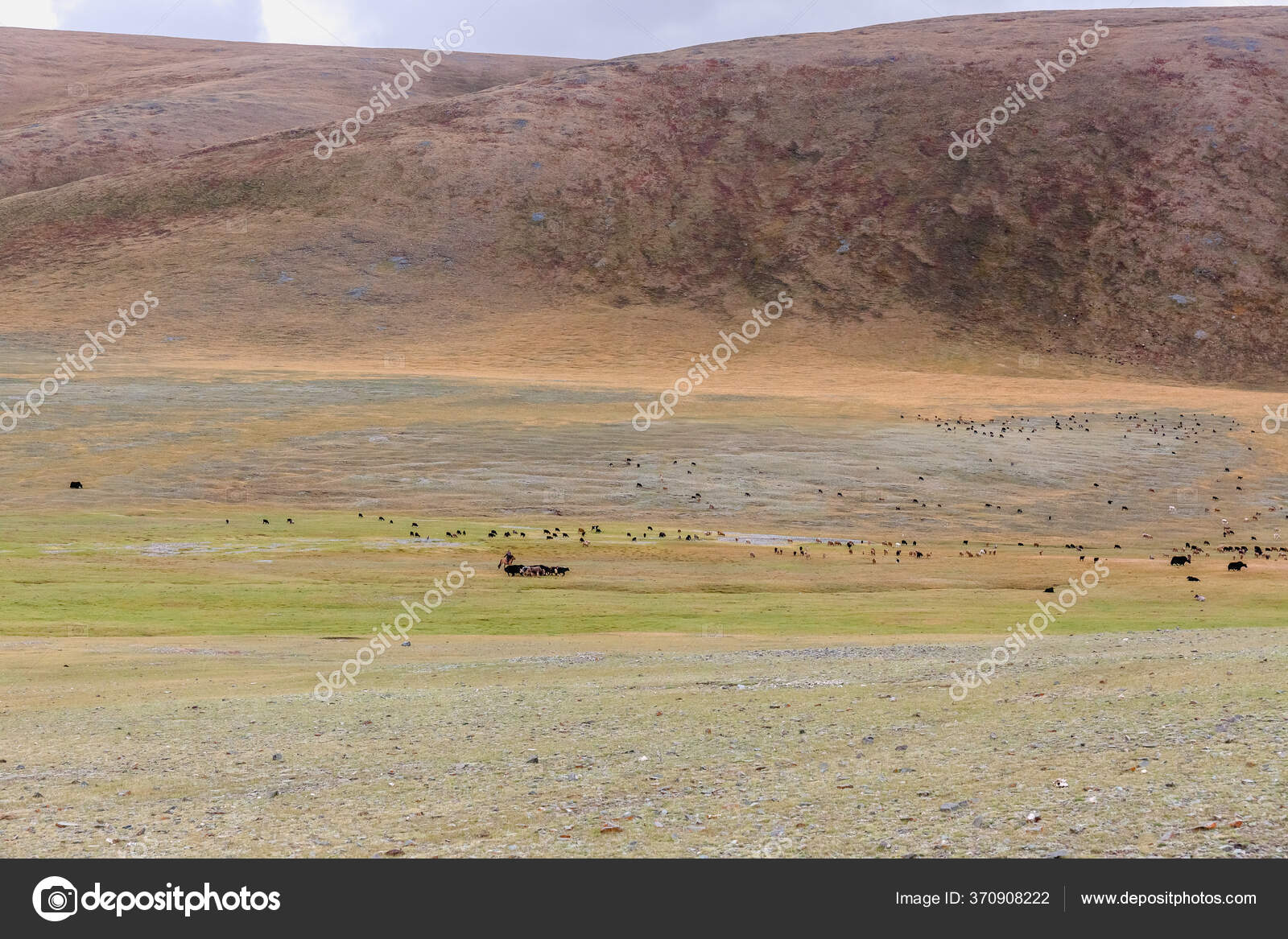 Mongolian Altai Nomad Drives Herd Pasture Scenic Valley Background ...