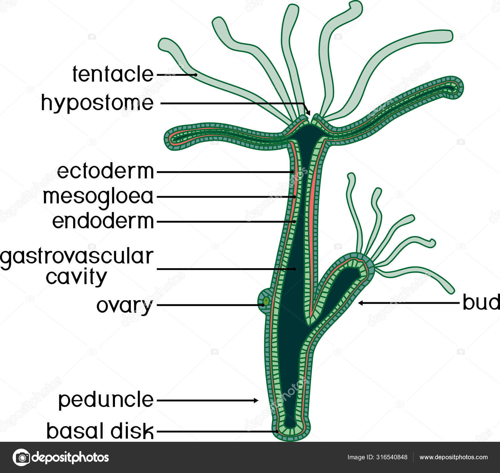 Structure Hydra Cross Section Hydra Polyp Educational Material Lesson ...