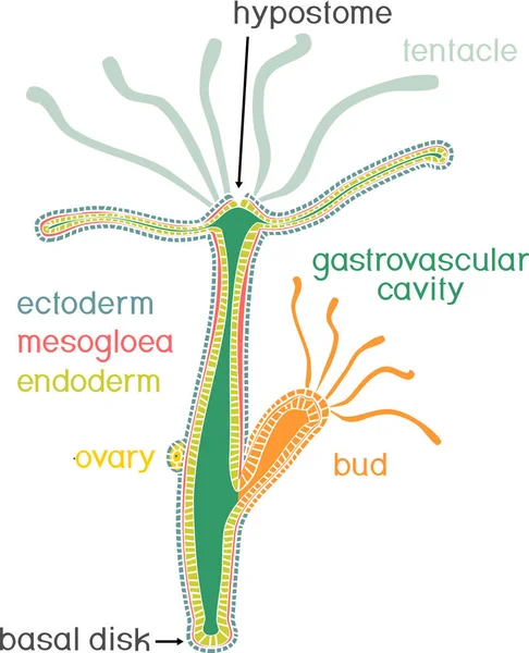 16 Mesogloea Vector Images, Mesogloea Illustrations | Depositphotos