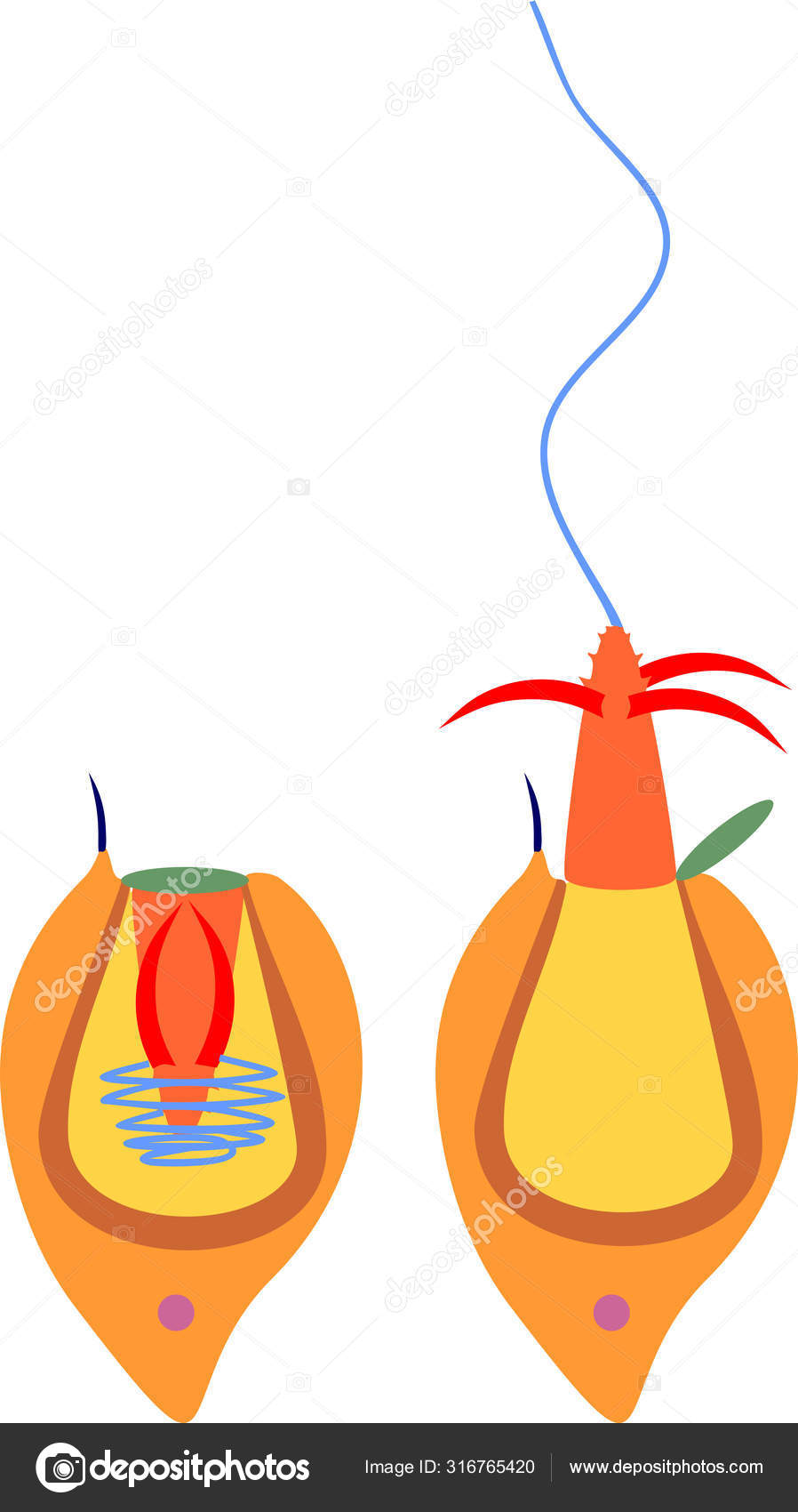 Structure Action Cnidocyte Educational Material Lesson Zoology Stock ...