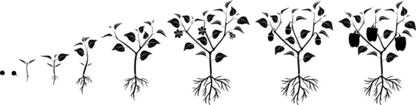 Coloring Page Life Cycle Pepper Plant Growth Stages Seed Flowering Stock Vector Image by ...