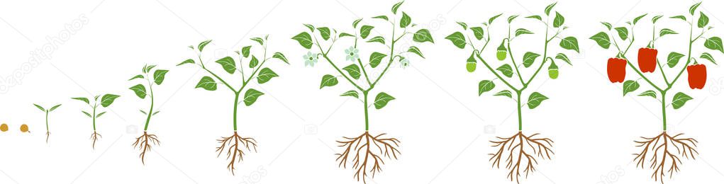 Cycle Growth Plant Red Pepper Isolated White Background Stock Vector ...