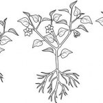 Coloring Page Life Cycle Pepper Plant Growth Stages Seed Flowering Stock Vector Image by ...