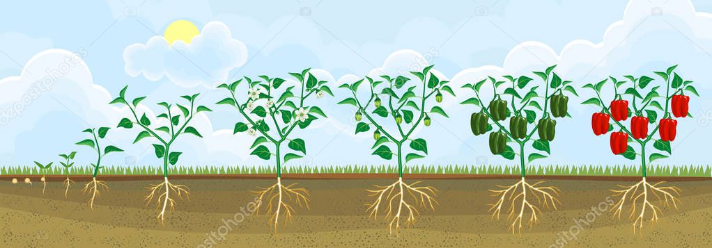 Life cycle of pepper plant. Growth stages from seed to flowering and fruiting plant with ripe ...