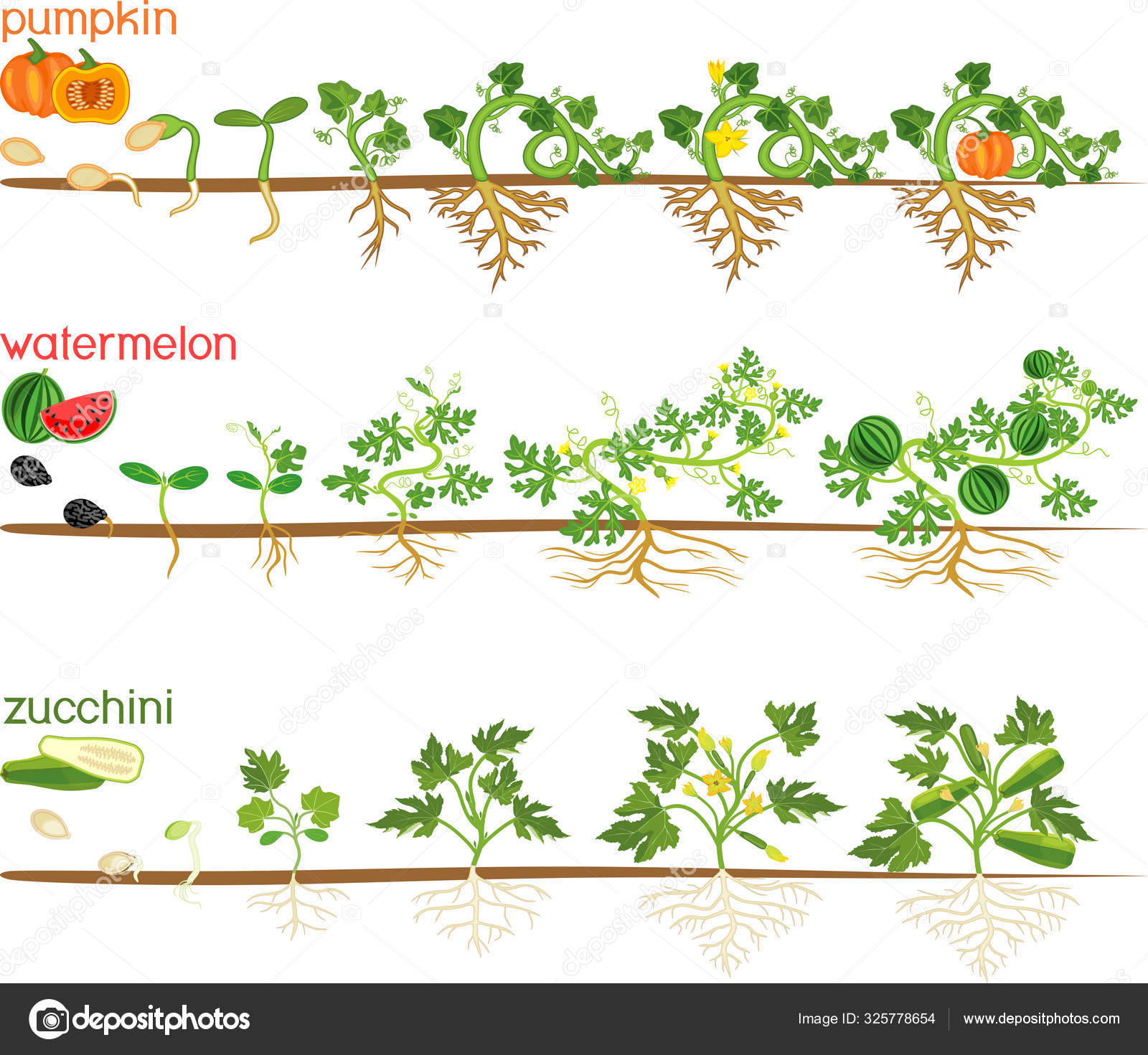 Watermelon Growing Stages