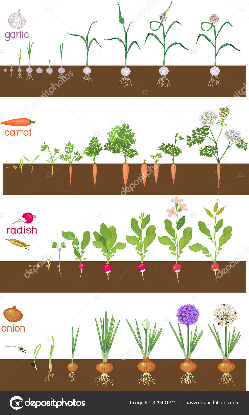 Carrot Plant Stages