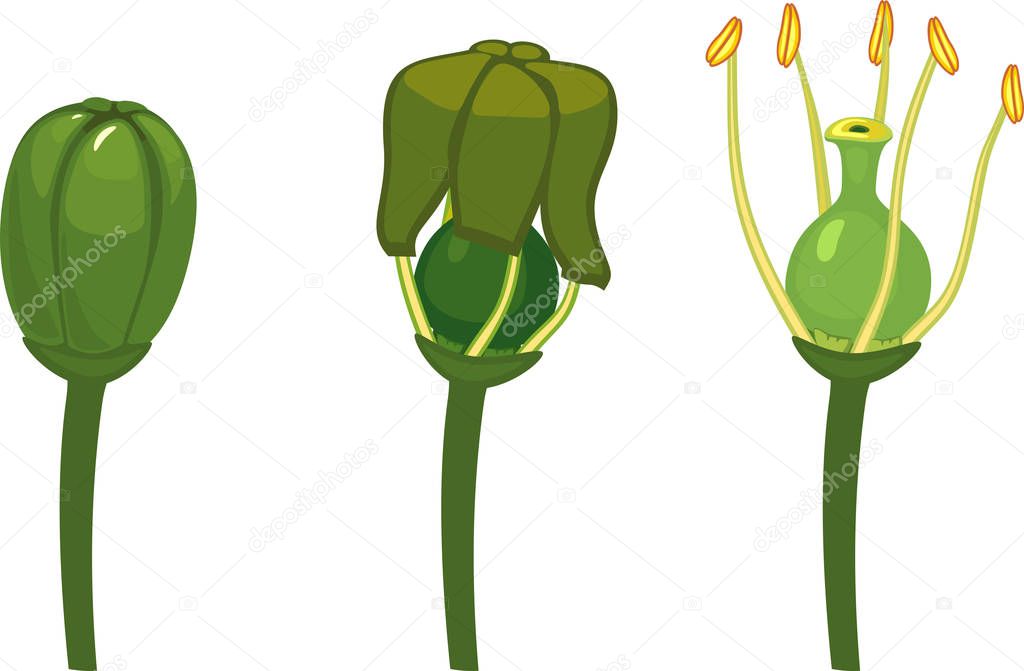 Etapas de flor de uva y estructura de flor de uva 2024