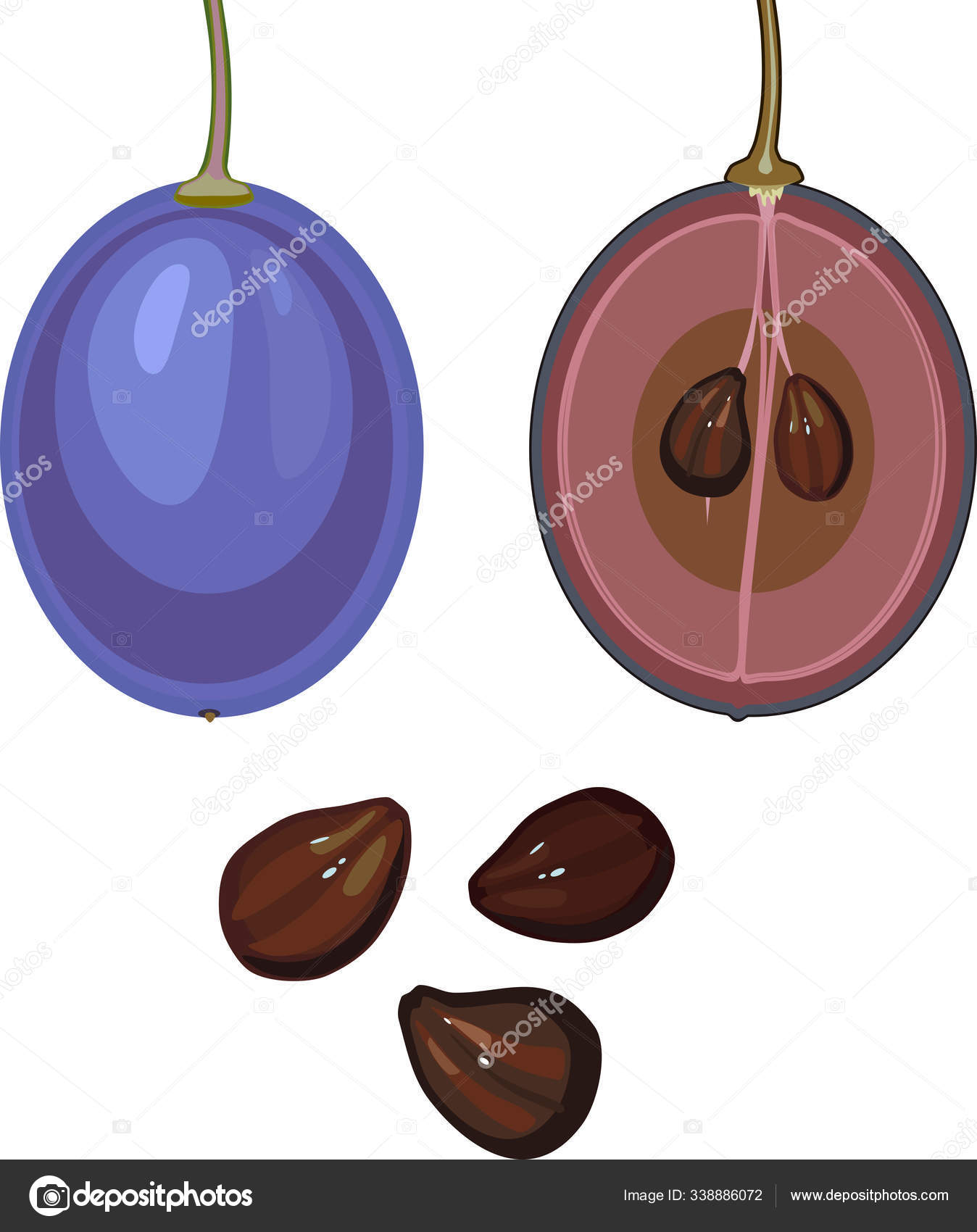 External Internal Structure Ripe Grape Berry Isolated White Background ...