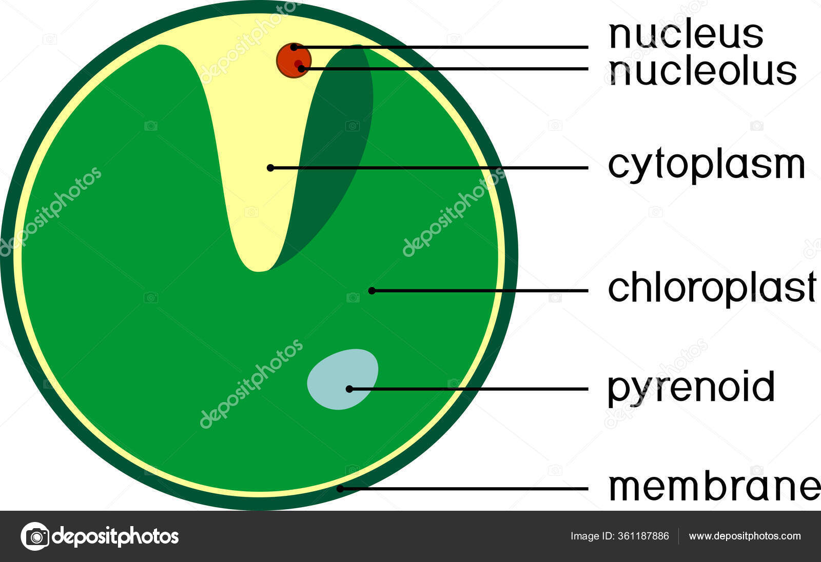 Algae Diagram Labelled