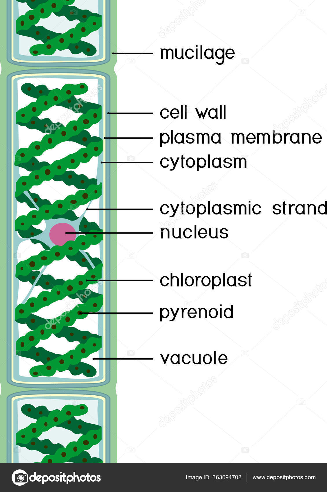 Chlorophyta Green Algae Spirogyra