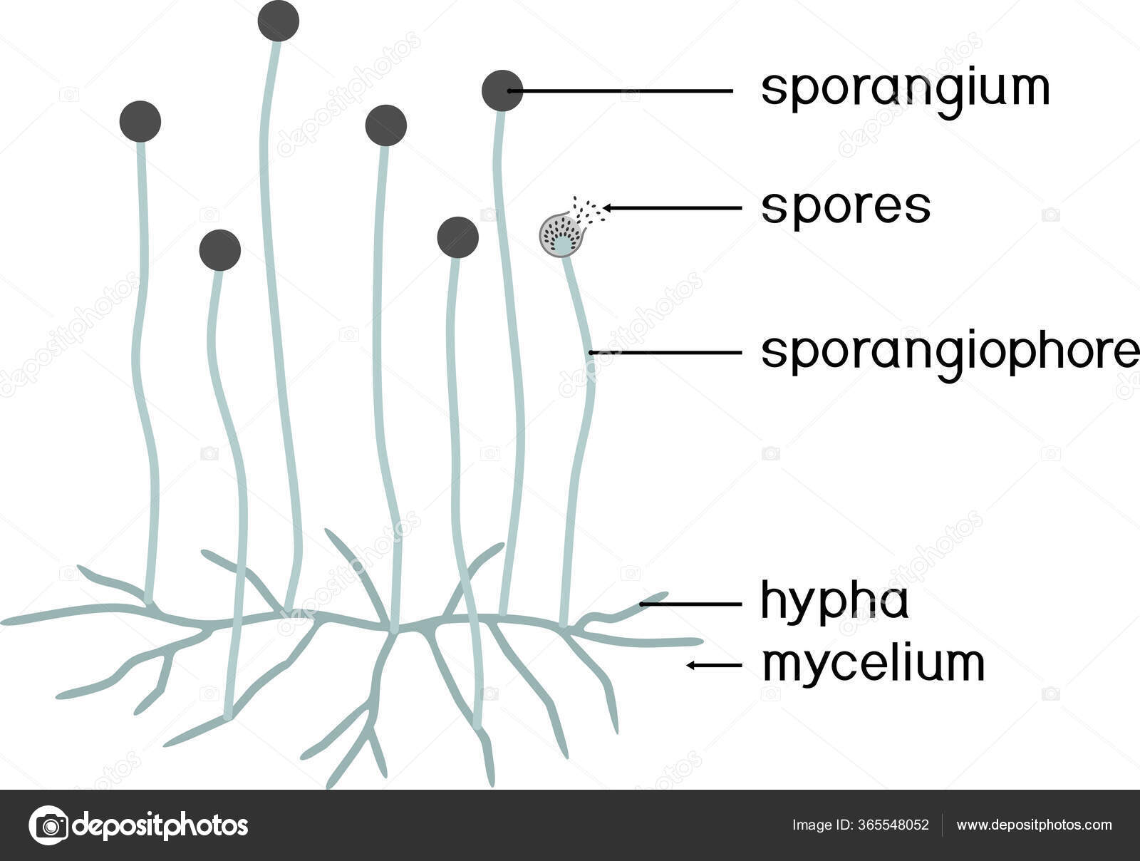 Mucor Mycelium Sporangium Isolated White Background 스톡 벡터 - ©mariaflaya ...