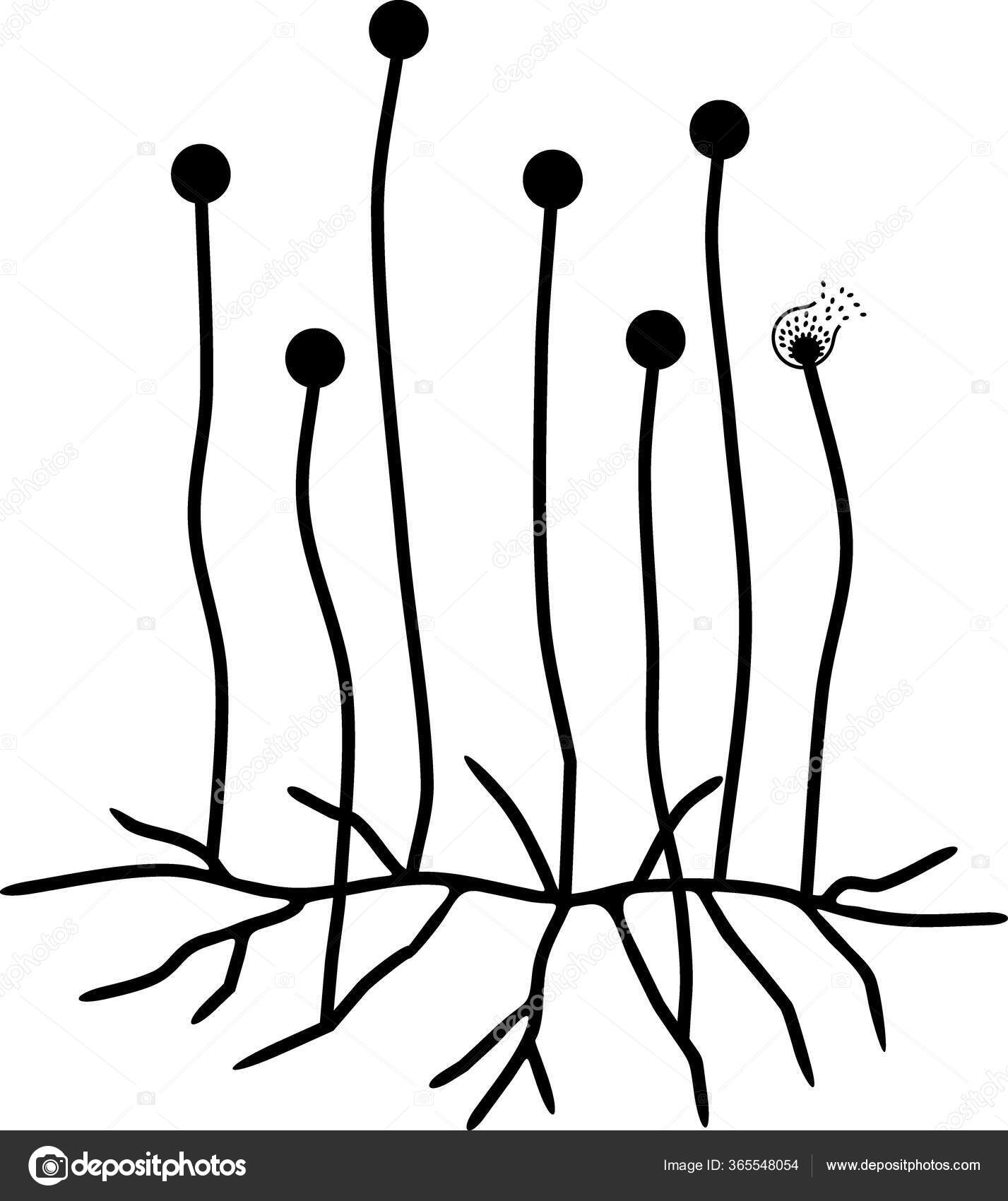 Structure Mucor Mycelium Sporangium Isolated White Background Stock ...