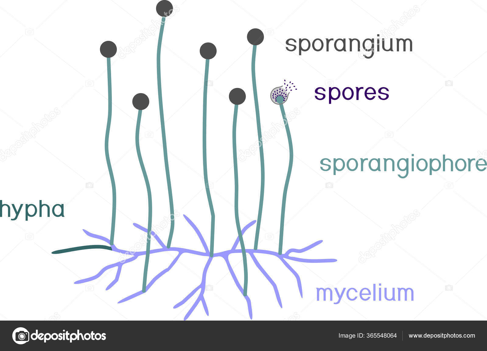 Mucor Life Cycle